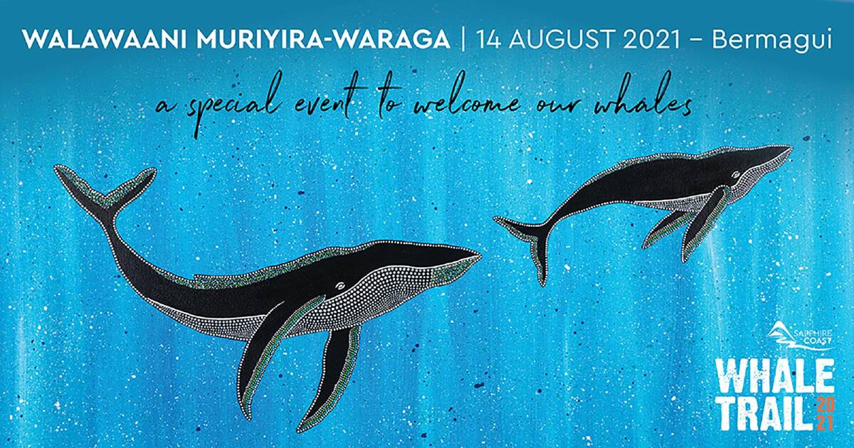 Whale season to open with a new cultural event in Bermagui - Walawaani ...